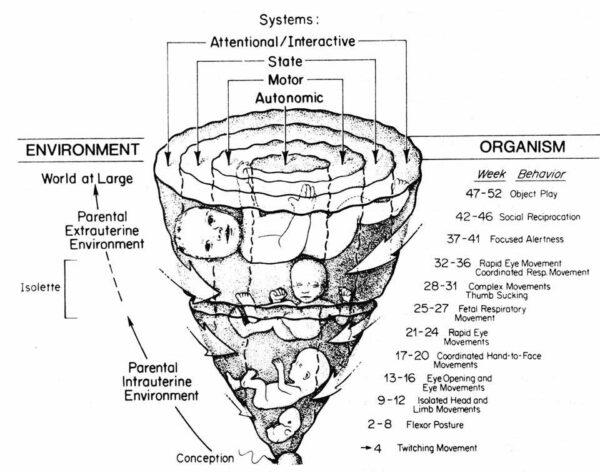 Synactive Model of Developmental Care - NIDCAP